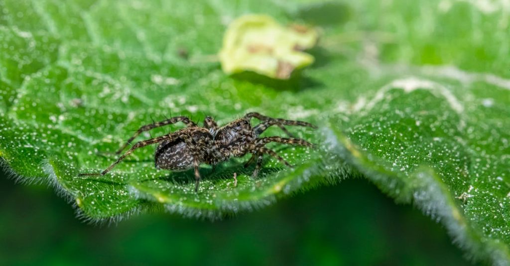 Comment maîtriser les fractions sur votre calculatrice
